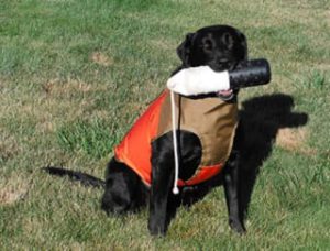 Dog Skid Plate Chest Protectors - 6 Best Protective Vests - Sporty Dog ...