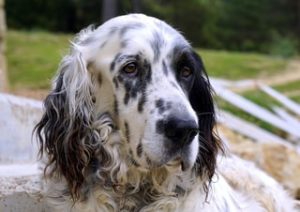 How Much Exercise Does An English Setter Need? - Sporty Dog Guide