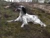 How Much Exercise Does An English Setter Need? - Sporty Dog Guide