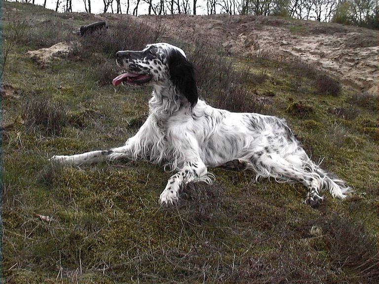 How Much Exercise Does An English Setter Need? - Sporty Dog Guide